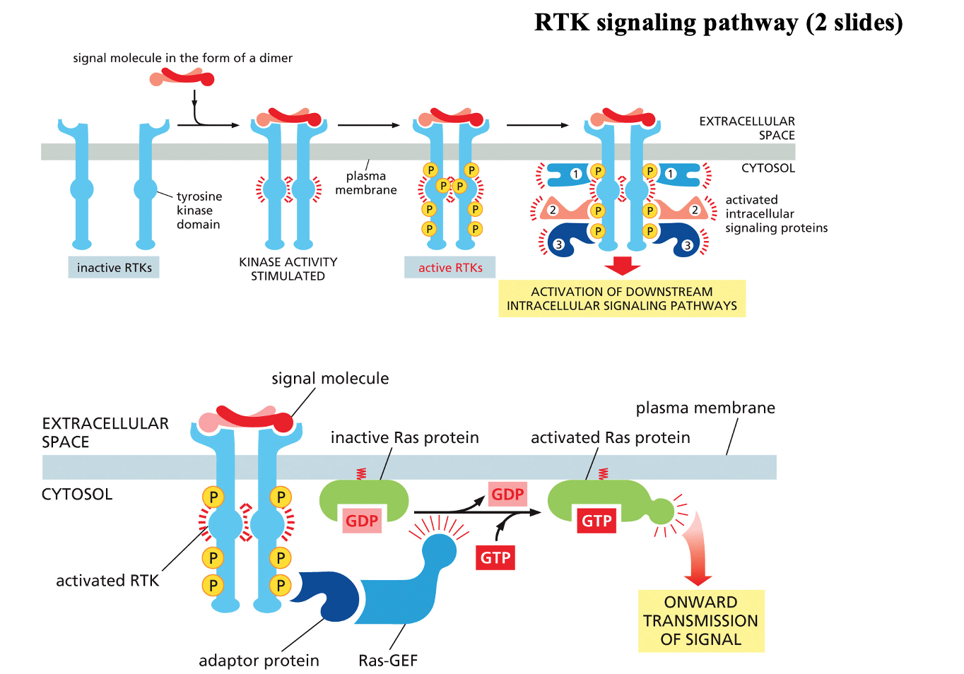 Solved Compare a complete signaling pathway initiated by a | Chegg.com