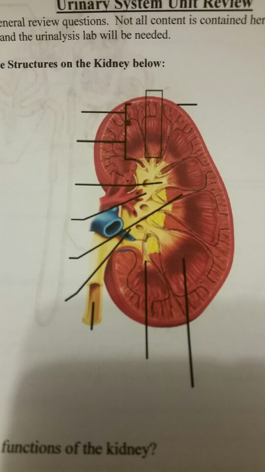 Solved Urinary System Unit Review neral review questions. | Chegg.com
