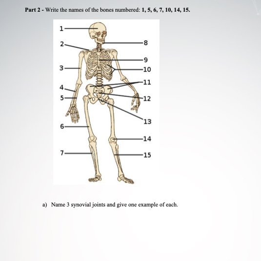 Solved Part 2 - Write the names of the bones numbered: 1, 5, | Chegg.com