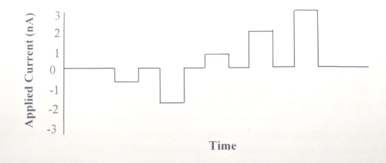 Solved Draw the neurons membrane potential vs time graph as | Chegg.com