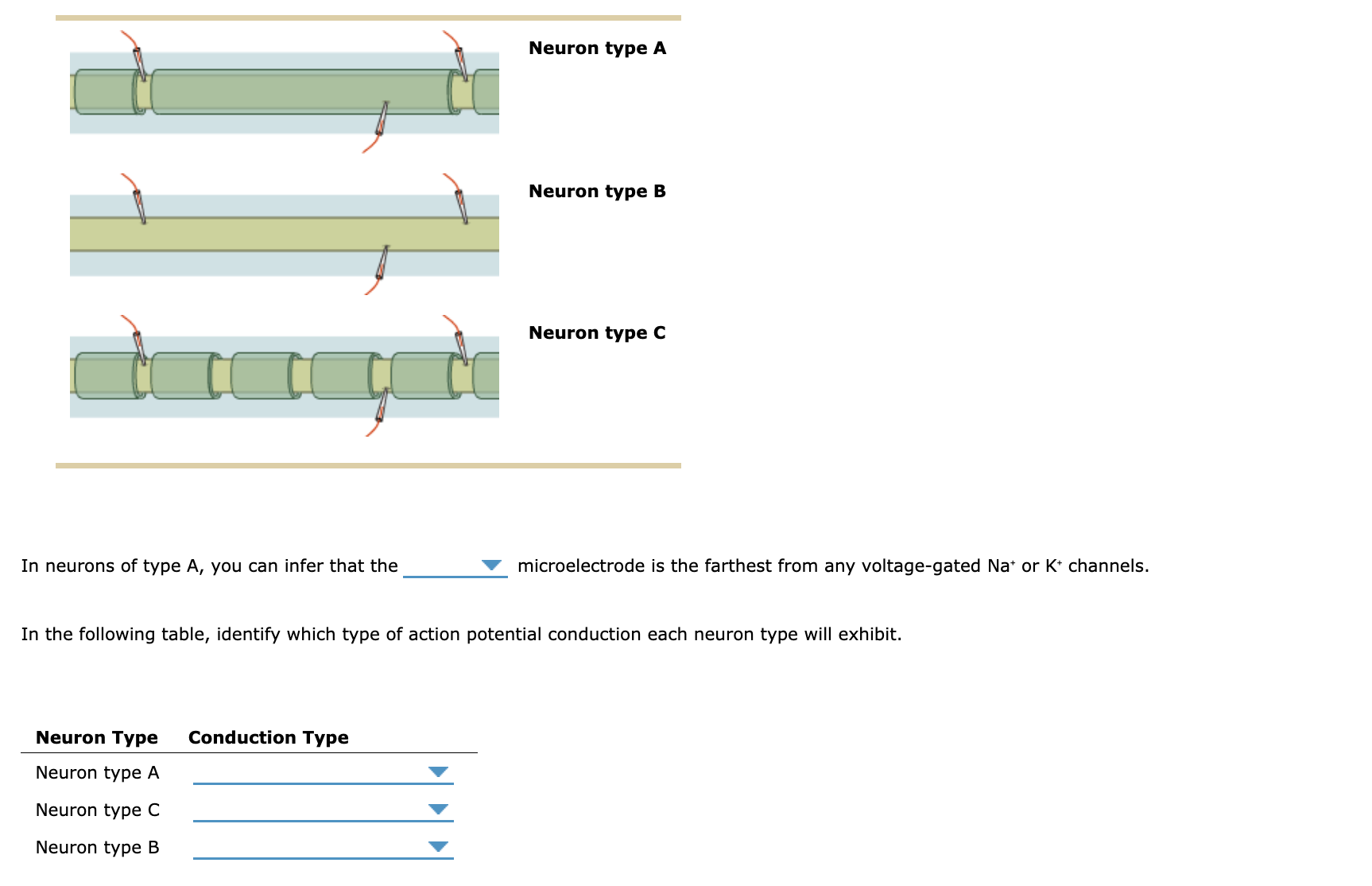 Solved 3. Action potential propagation and myelin sheaths | Chegg.com