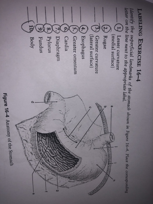 Solved LABELING EXERCISE 16-4 Identify the superficial | Chegg.com