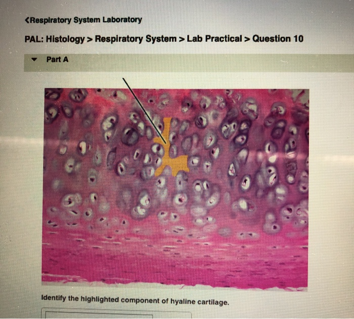 Solved Course Home Resplratory System Laboratory PAL: | Chegg.com