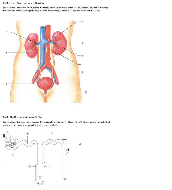 Solved Part I - Urinary Systemc anatomy and function For | Chegg.com