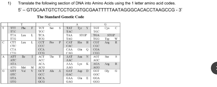 Solved 1) Translate the following section of DNA into Amino | Chegg.com