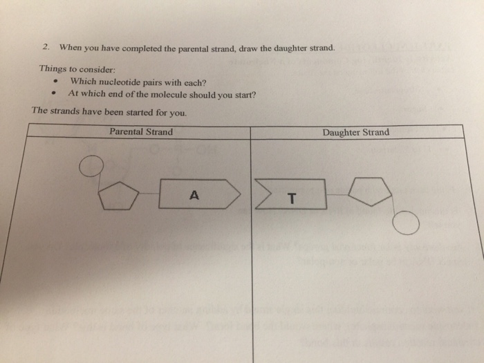 Solved Activity 2: Building a DNA Molecule 1. Uing the | Chegg.com