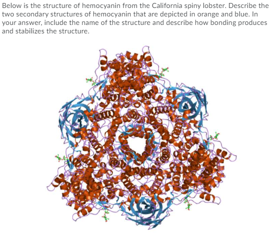 Solved Below is the structure of hemocyanin from the | Chegg.com
