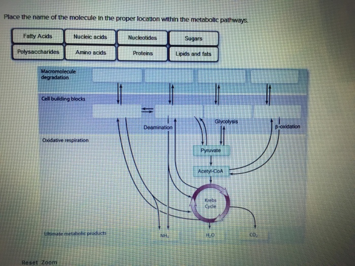 Solved Place the name of the molecule In the proper location | Chegg.com