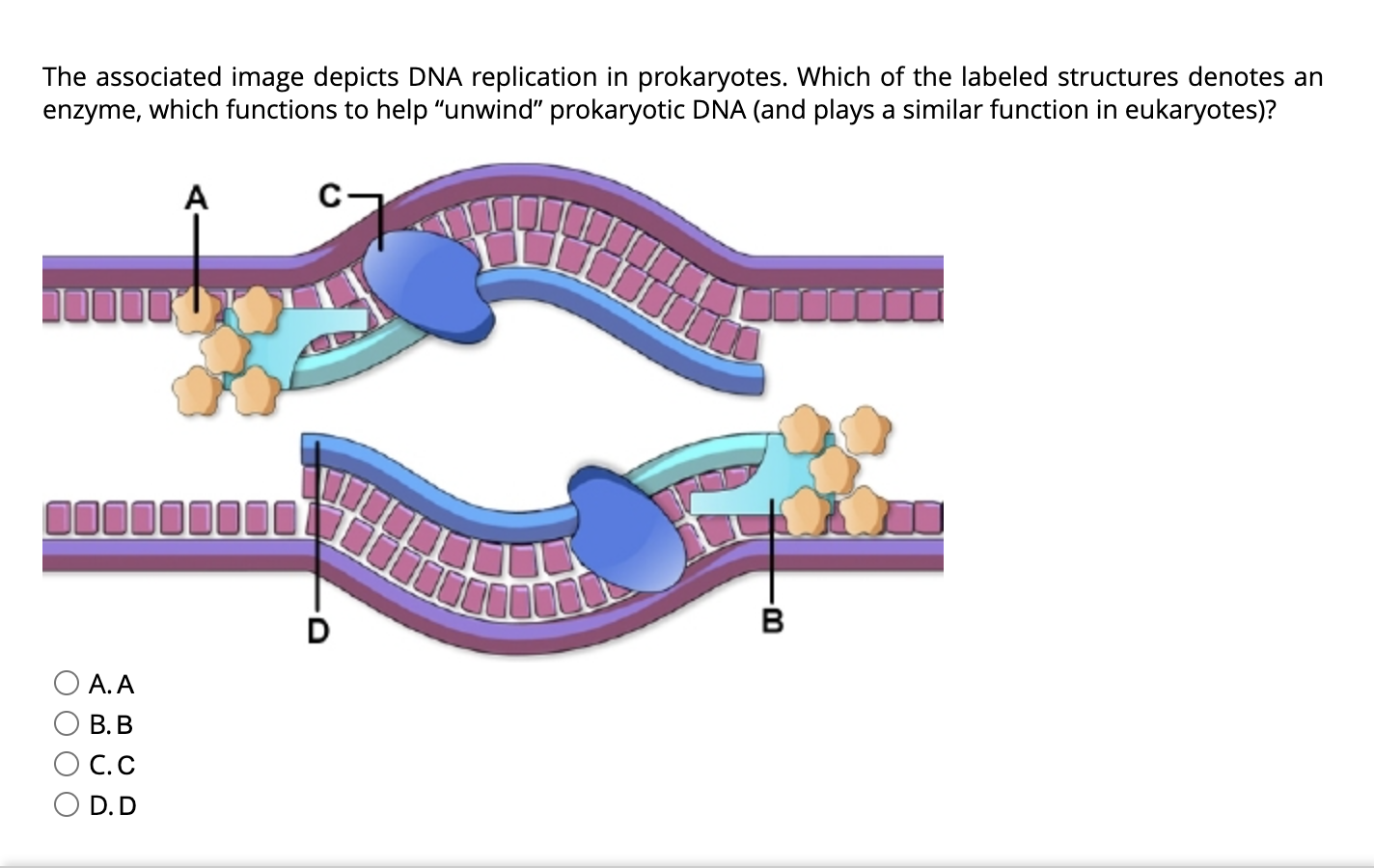 [Solved]: The associated image depicts DNA replication in