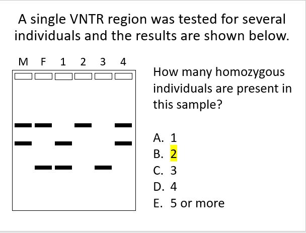 Solved A single VNTR region was tested for several | Chegg.com