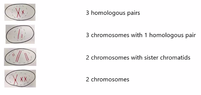 Solved 3 homologous pairs 3 chromosomes with 1 homologous | Chegg.com