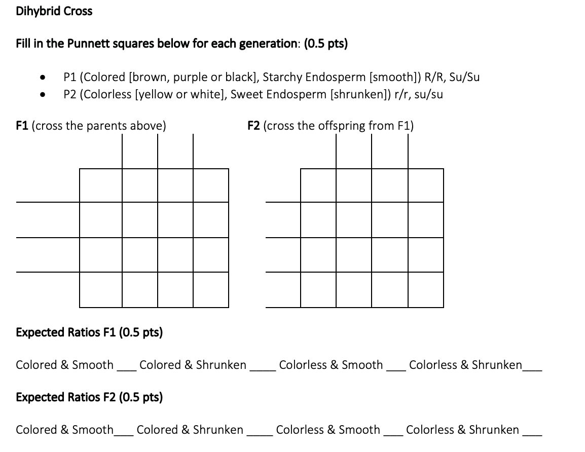 Solved Dihybrid Cross Fill in the Punnett squares below for | Chegg.com