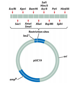 Solved 10. You plan to construct a mouse genomic DNA | Chegg.com