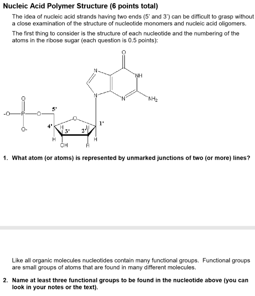 Solved Nucleic Acid Polymer Structure (6 points total) The | Chegg.com