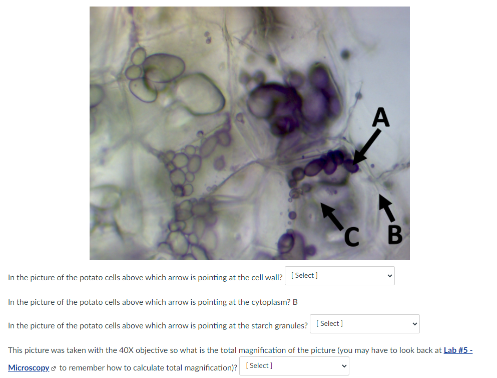 Potato Cells Labeled Plant Cell Diagram Stock Illustrations – 1,098