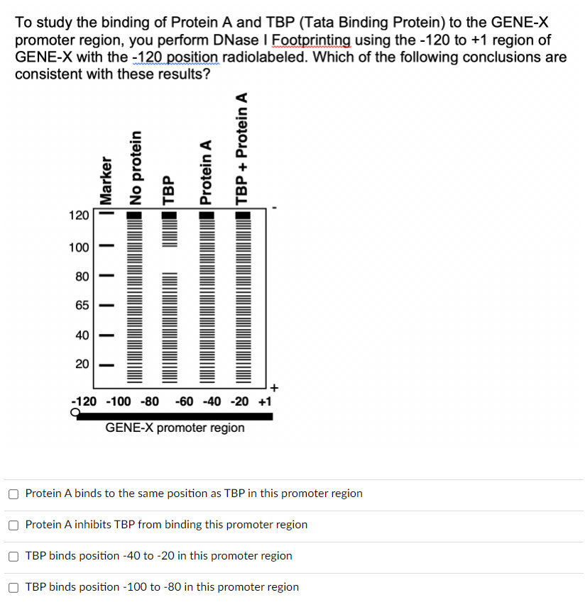 Solved To study the binding of Protein A and TBP (Tata | Chegg.com