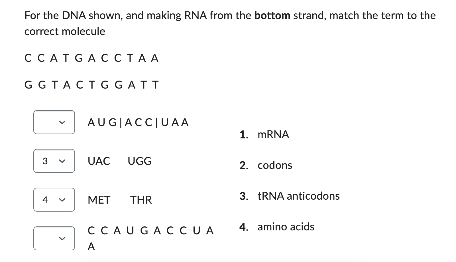 Solved For the DNA shown, and making RNA from the bottom | Chegg.com