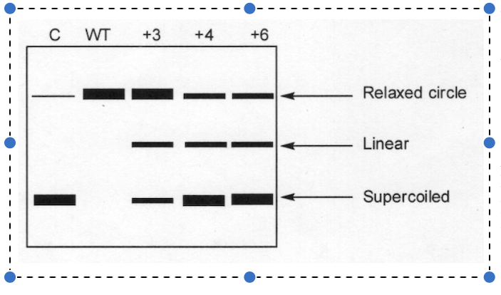 Solved Objective: Understanding the mechanism of action of | Chegg.com