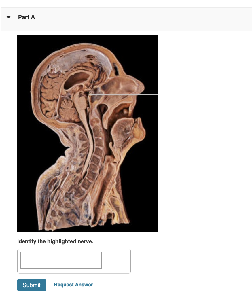Solved Part A Identify the highlighted nerve. Submit Request | Chegg.com