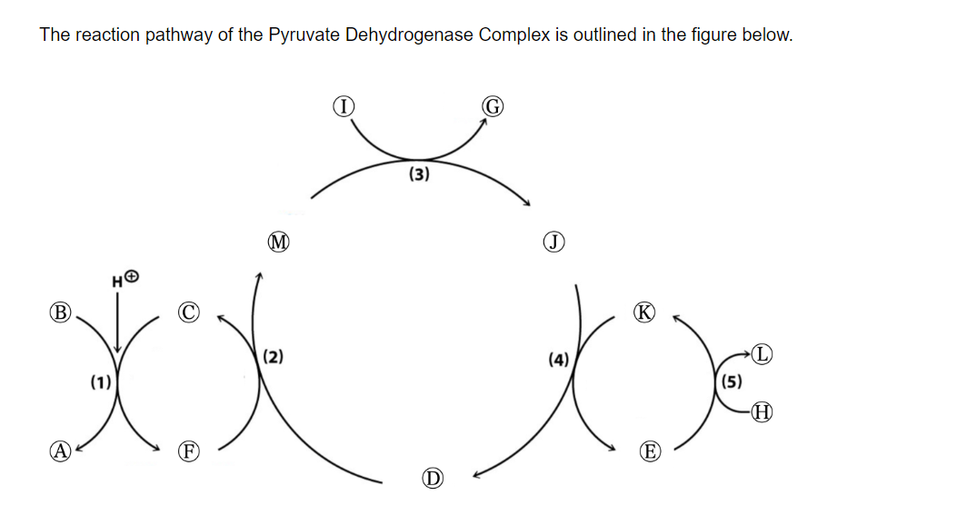 Solved The reaction pathway of the Pyruvate Dehydrogenase | Chegg.com