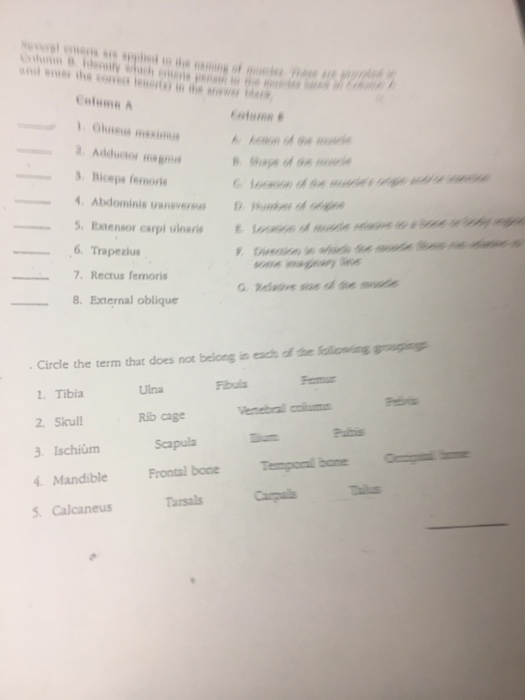 Solved Circle the term that does not belong in each of the | Chegg.com