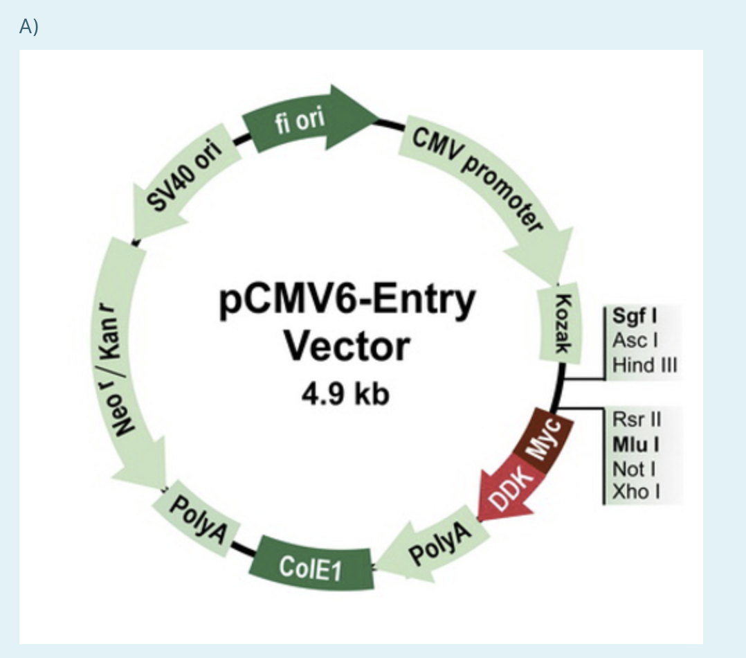 Solved PolyA DDK MyC A) fi ori CMV promoter SV40 ori | Chegg.com