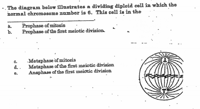 Solved The diagram below illustrates a dividing diploid cell | Chegg.com