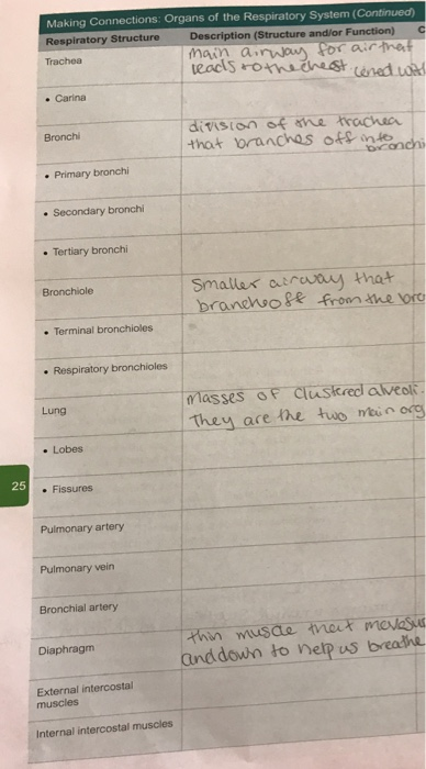 Solved Making Connections: Organs of the Respiratory System | Chegg.com