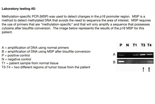 Solved Laboratory testing #2: Methylation-specific PCR (MSP) | Chegg.com
