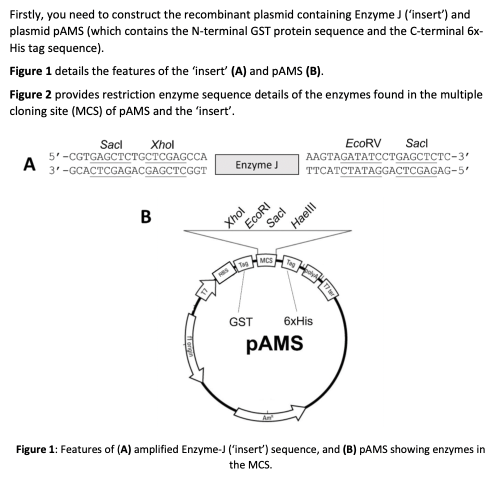 Solved Firstly, you need to construct the recombinant | Chegg.com