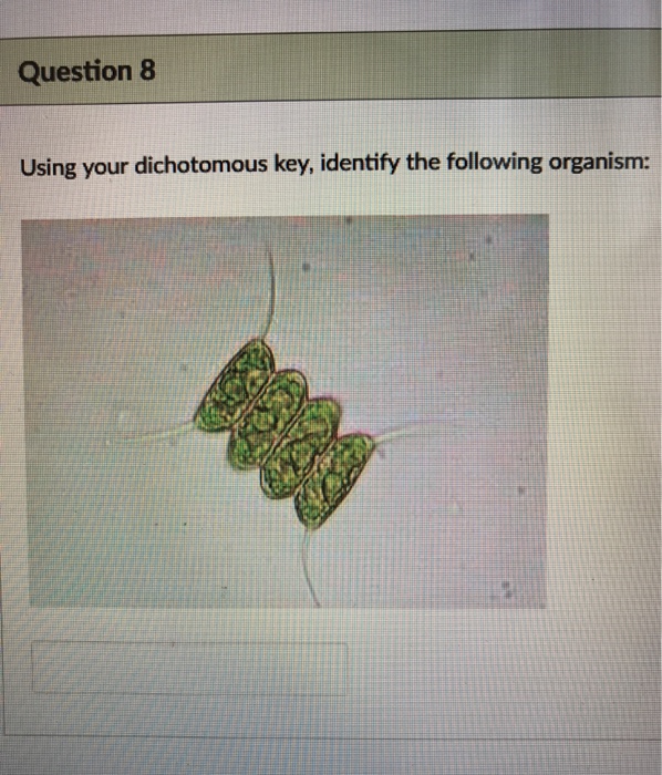 Solved Using your dichotomous key, identify the following | Chegg.com