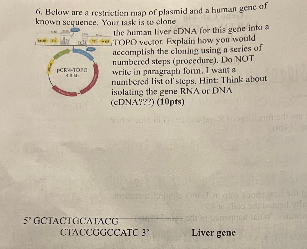 6. Below are a restriction map of plasmid and a human | Chegg.com