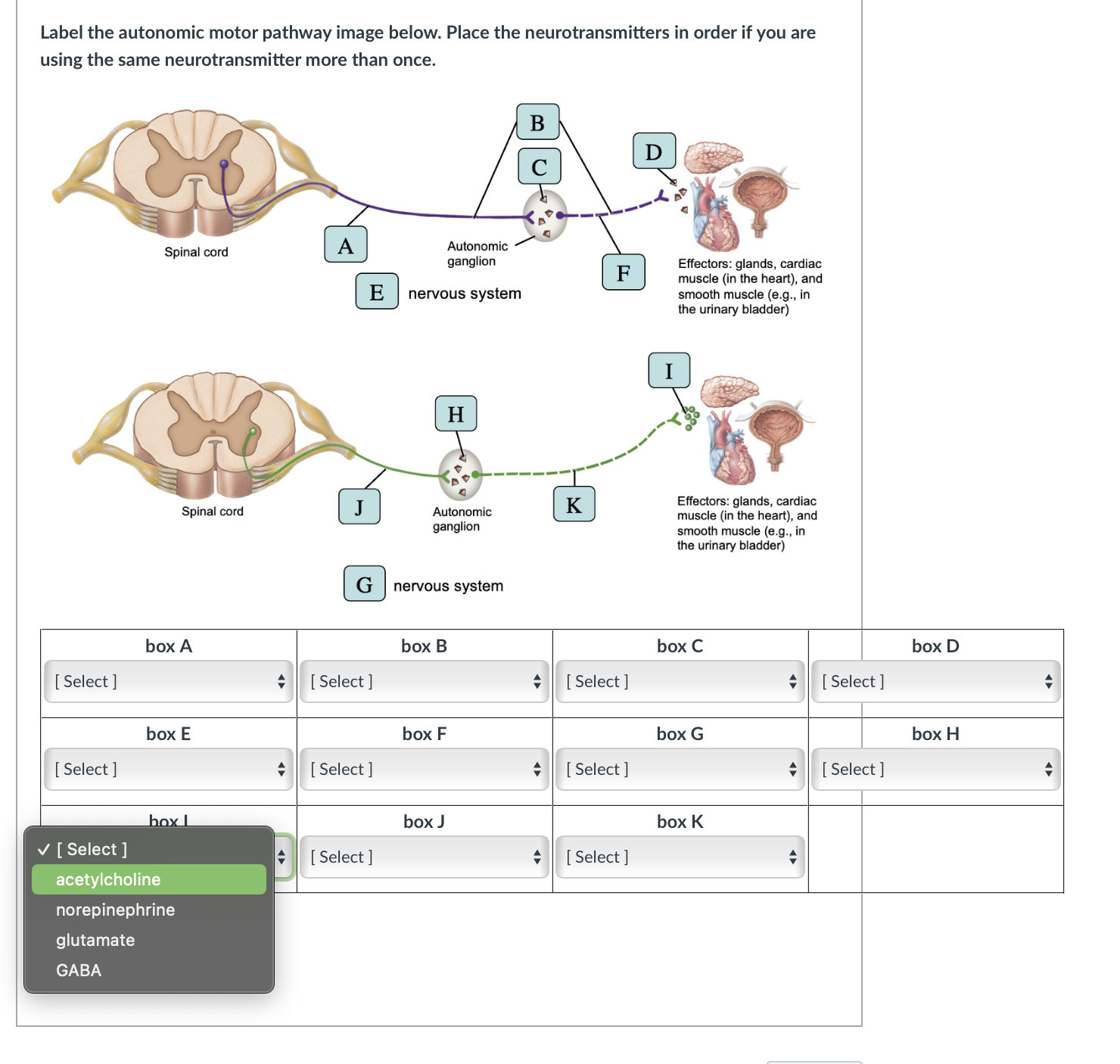 Solved Label the autonomic motor pathway image below. Place | Chegg.com