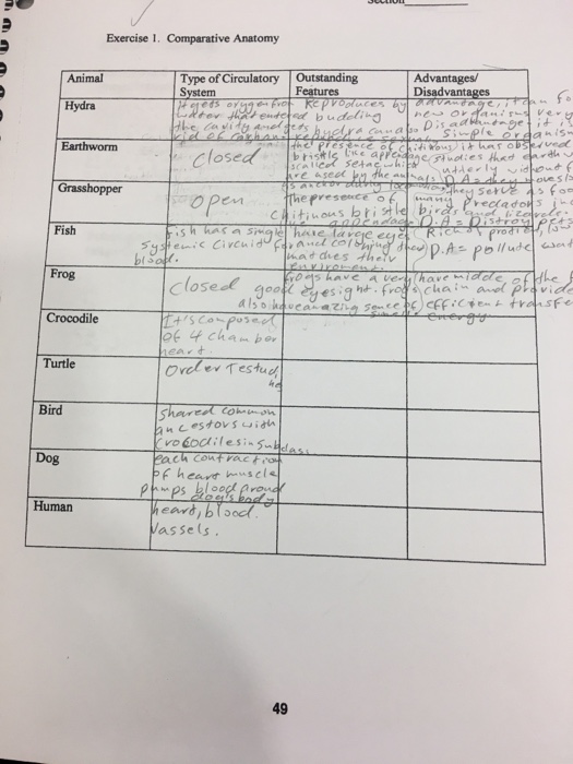 Solved Exercise 1. Comparative Anatomy Type of Circulatory | Chegg.com