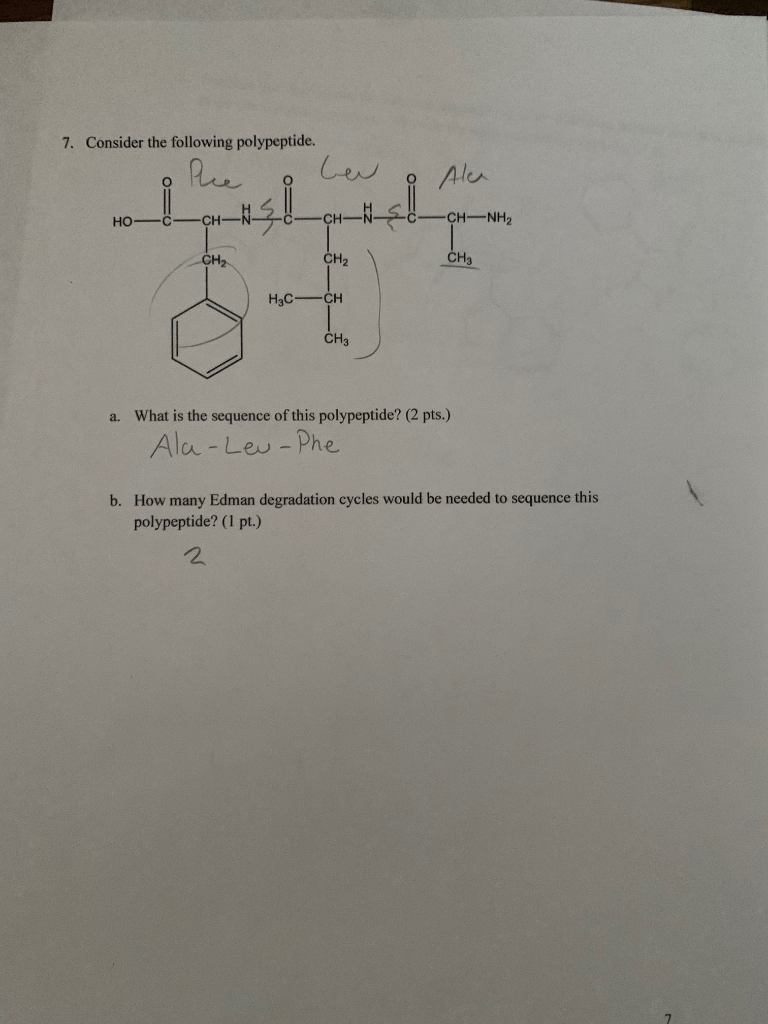Solved 7. Consider the following polypeptide, Ala HOC | Chegg.com