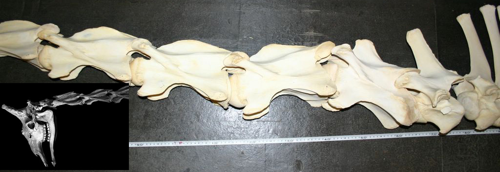 The picture shows the orientation of the giraffe head | Chegg.com