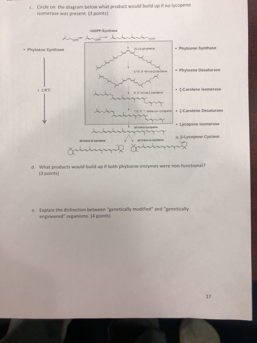 Solved GMOS 5. The gene construct below was used to generate | Chegg.com