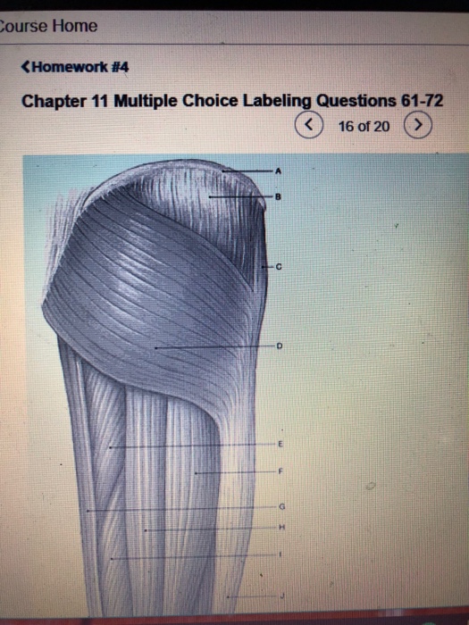 Solved ourse Home Homework #4 Chapter 11 Multiple Choice | Chegg.com Solved ourse Home Homework #4 Chapter 11 Multiple Choice | Chegg.com