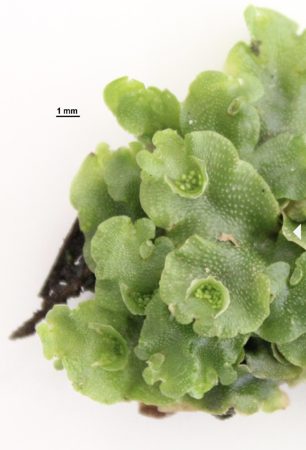Solved Biological drawing 2: liverwort. Draw the thallose | Chegg.com