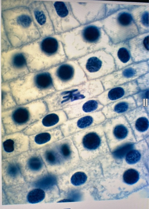 The question is in the first slides, please assist | Chegg.com