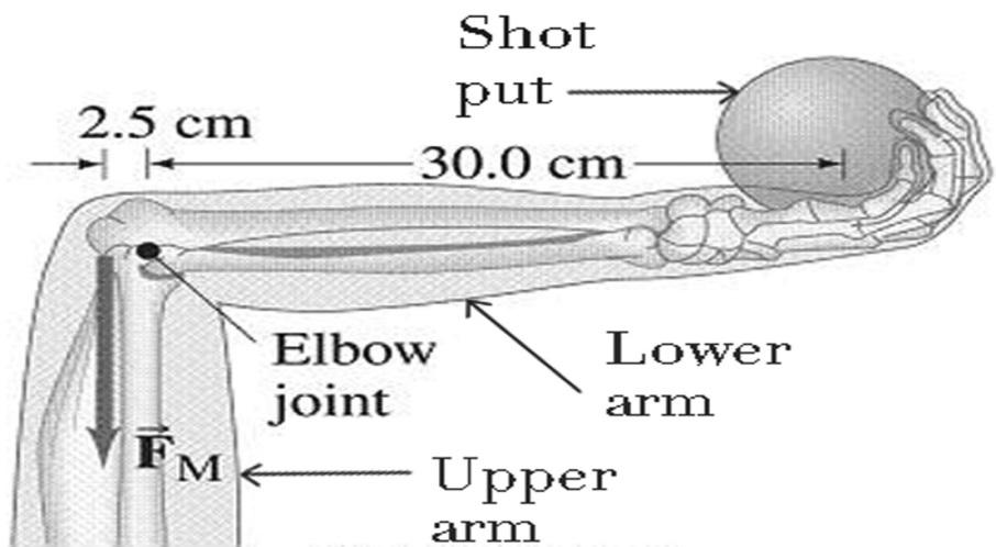 Solved In the figure, the horizontal lower arm has a mass of | Chegg.com