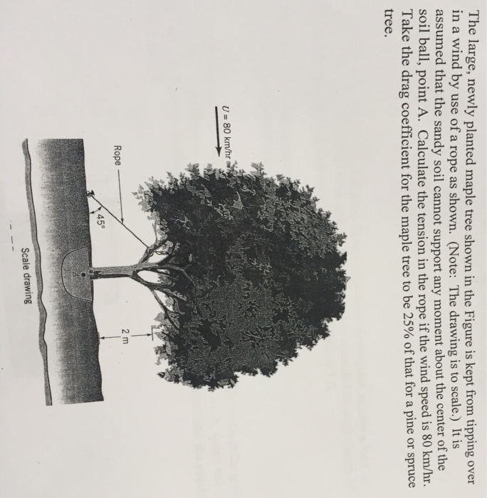 Solved The large, newly planted maple tree shown in the | Chegg.com