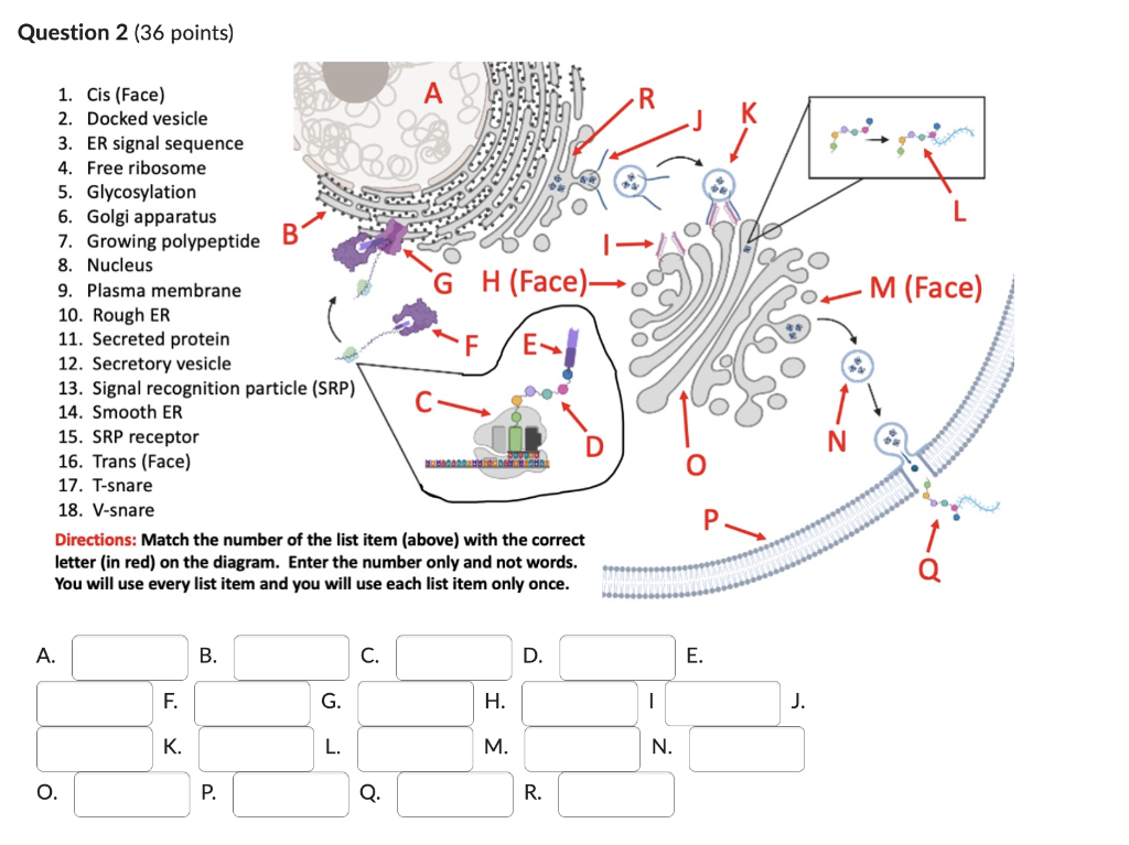 Solved 1. Cis (Face) 2. Docked vesicle 3. ER signal sequence | Chegg.com