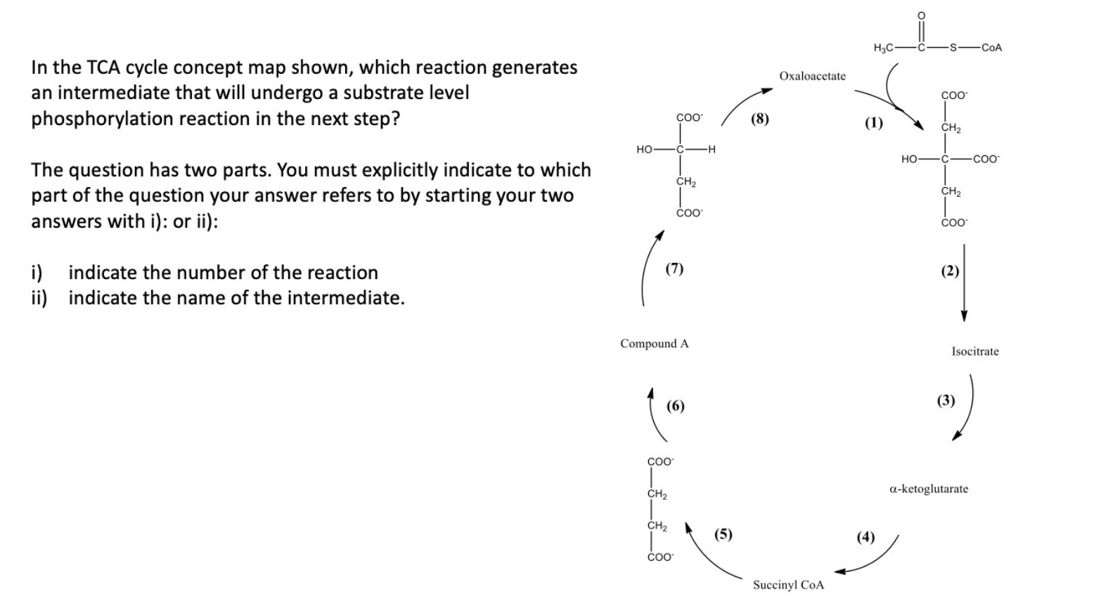 Solved In the TCA cycle concept map shown, which reaction | Chegg.com