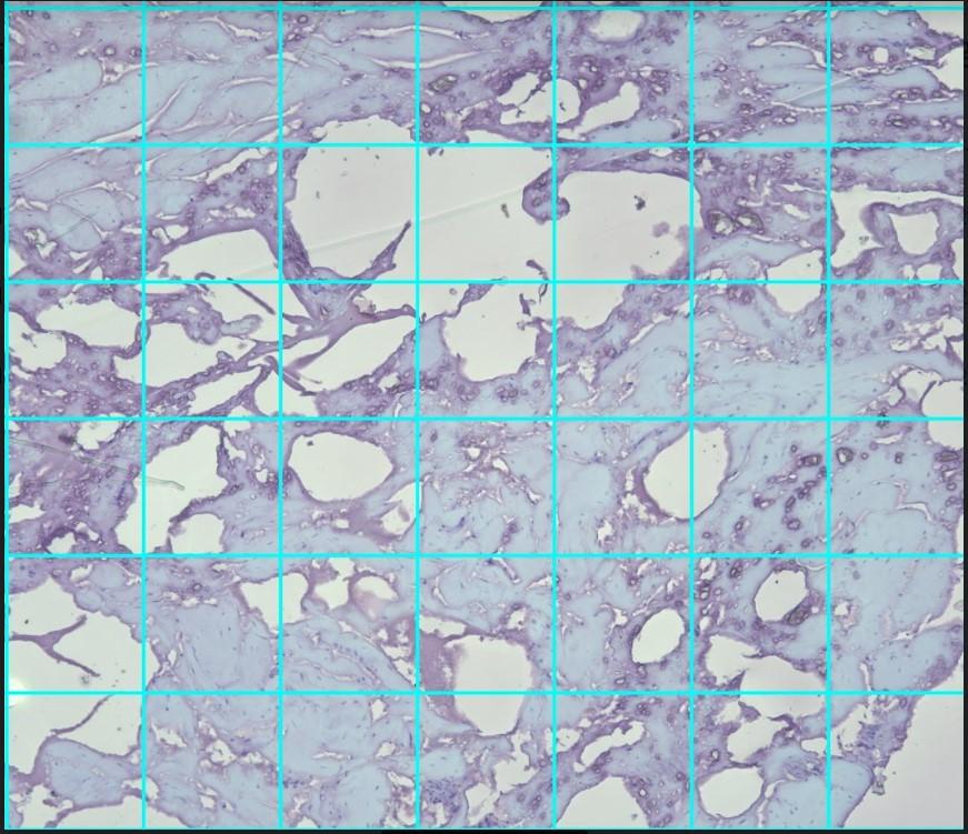 Solved Classify the tissues under each intersection of lines | Chegg.com