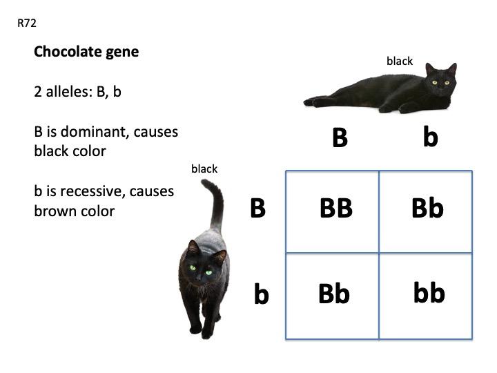 Solved Help will thumbs up with biology! Interpret this | Chegg.com