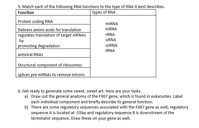 Solved 5. Match each of the following RNA functions to the | Chegg.com