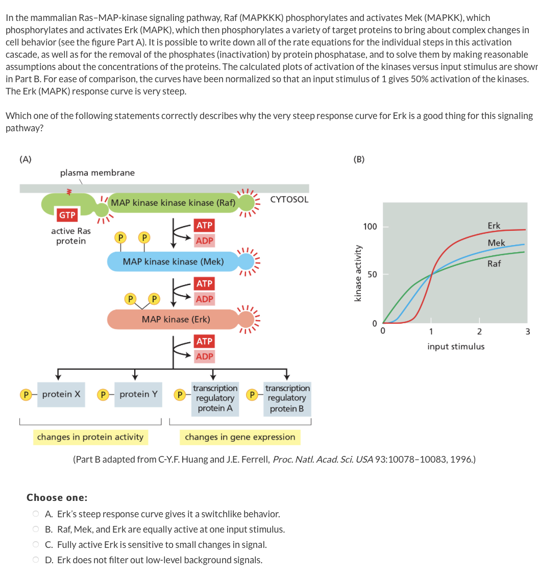 Solved In the mammalian Ras-MAP-kinase signaling pathway, | Chegg.com