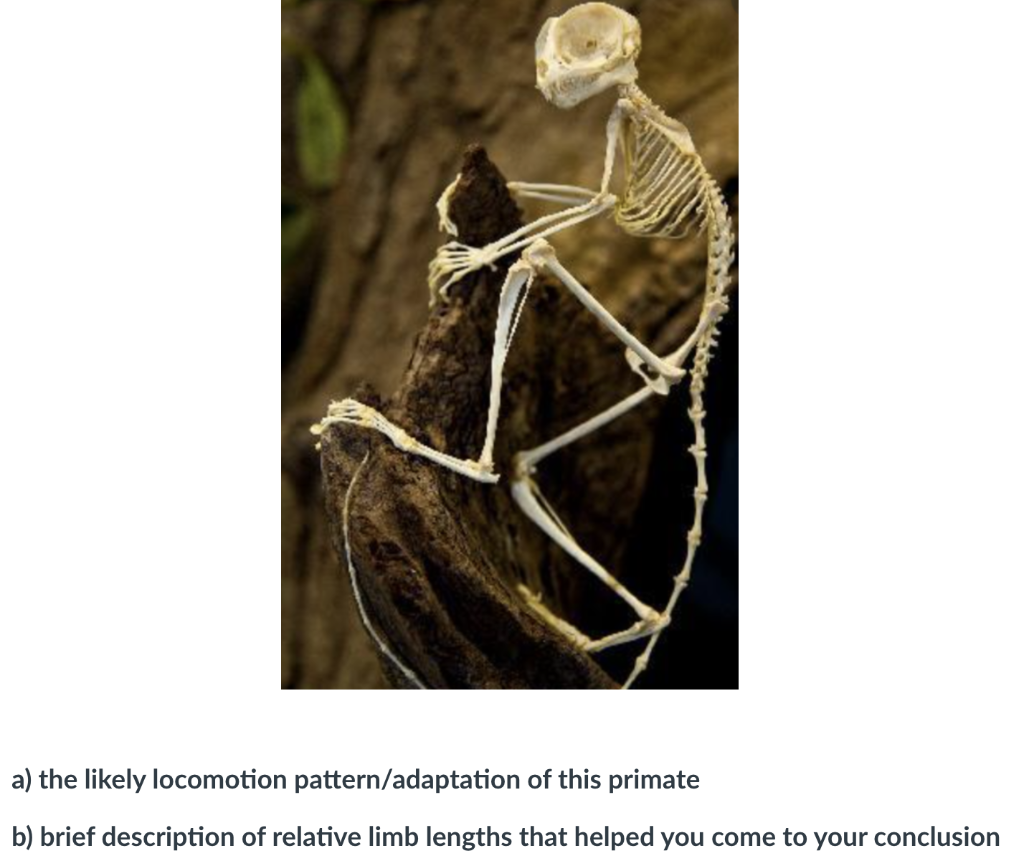 a) the likely locomotion pattern/adaptation of this | Chegg.com