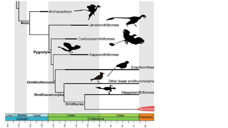 Solved This phylogenetic tree shows relationships of early | Chegg.com